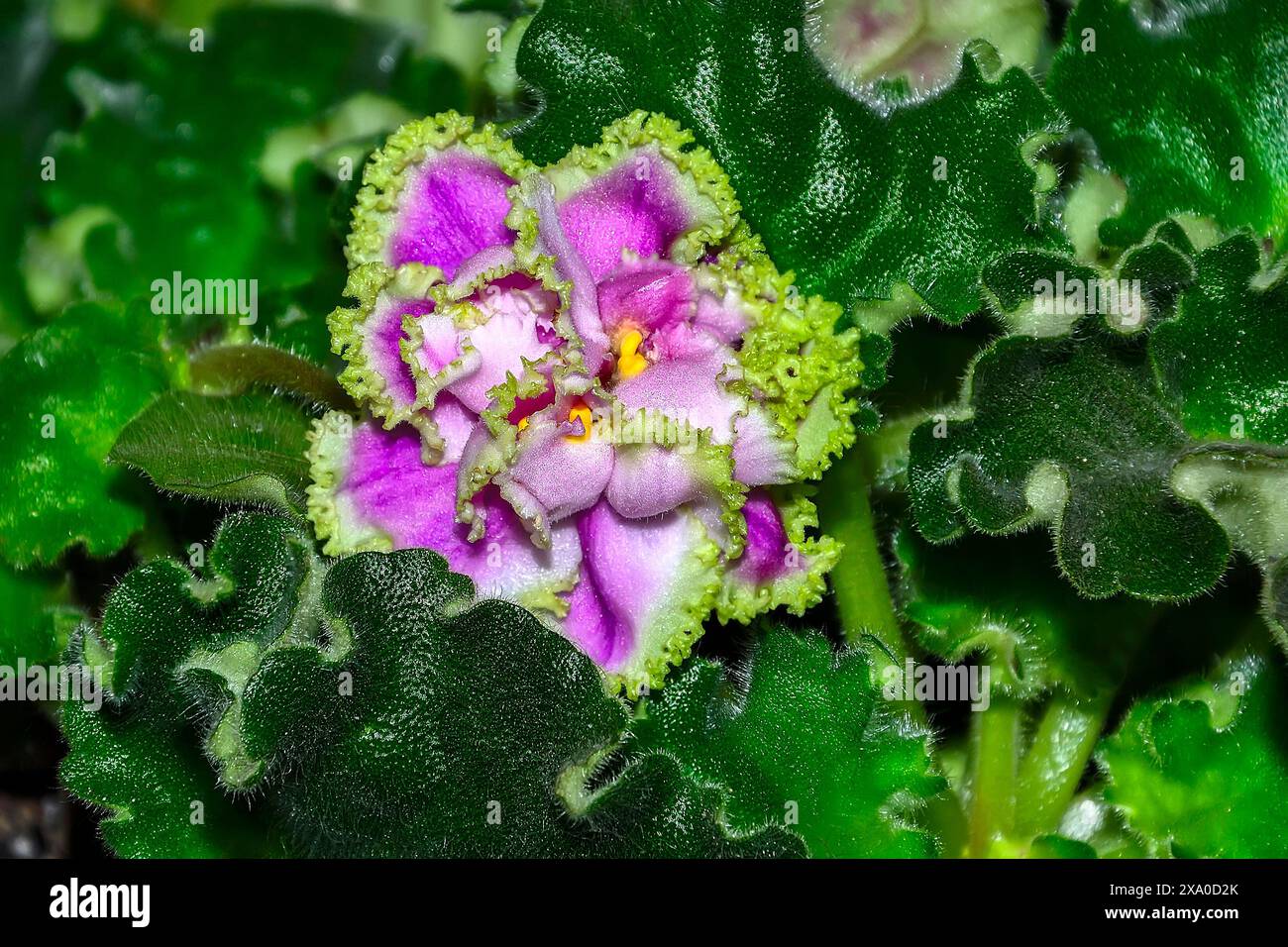 Beautiful flower of saintpaulia variety LE Enigma with pink petals with ...