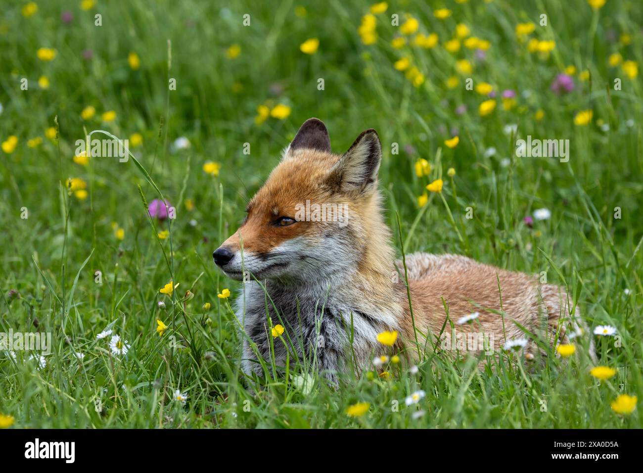 Red fox in spring Stock Photo - Alamy