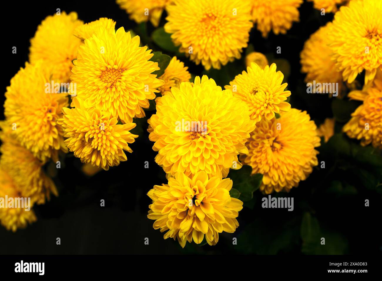 Fluffy blooming yellow chrysanthemum flower isolated on black ...