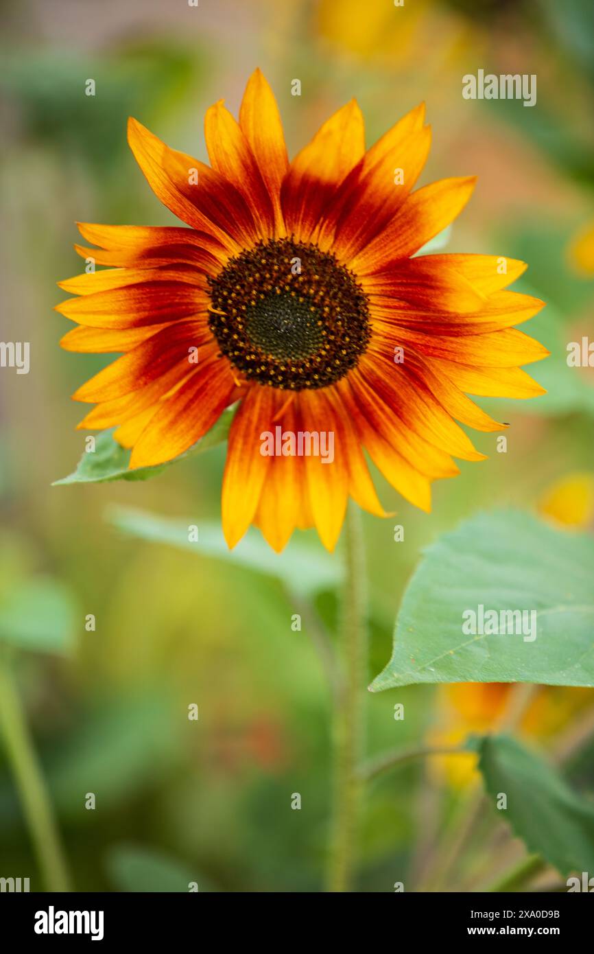 Yellow and red sunflower hi-res stock photography and images - Alamy