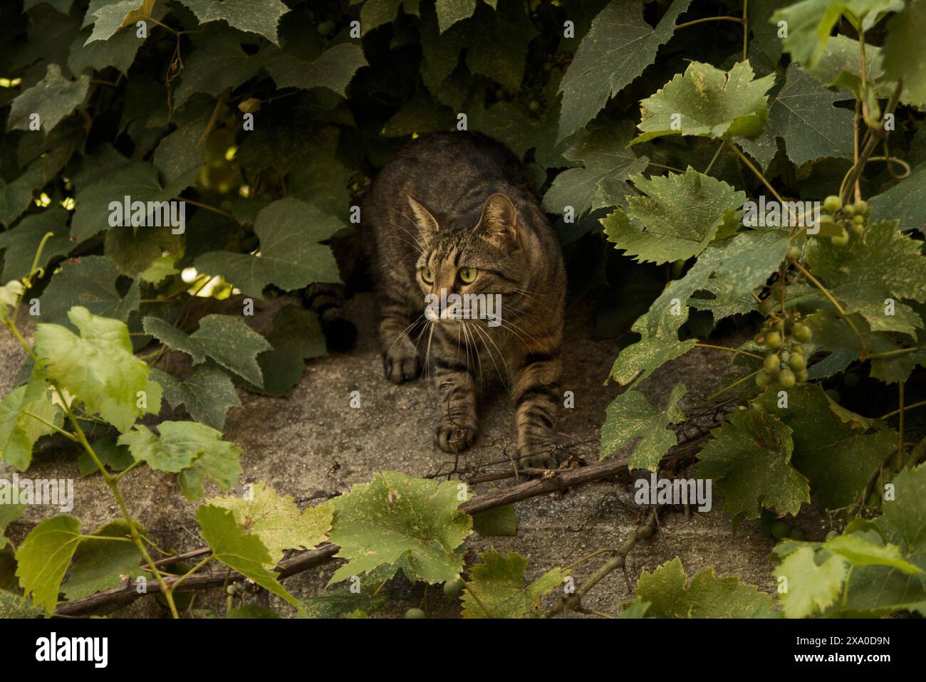 Cat with a vine hi-res stock photography and images - Alamy