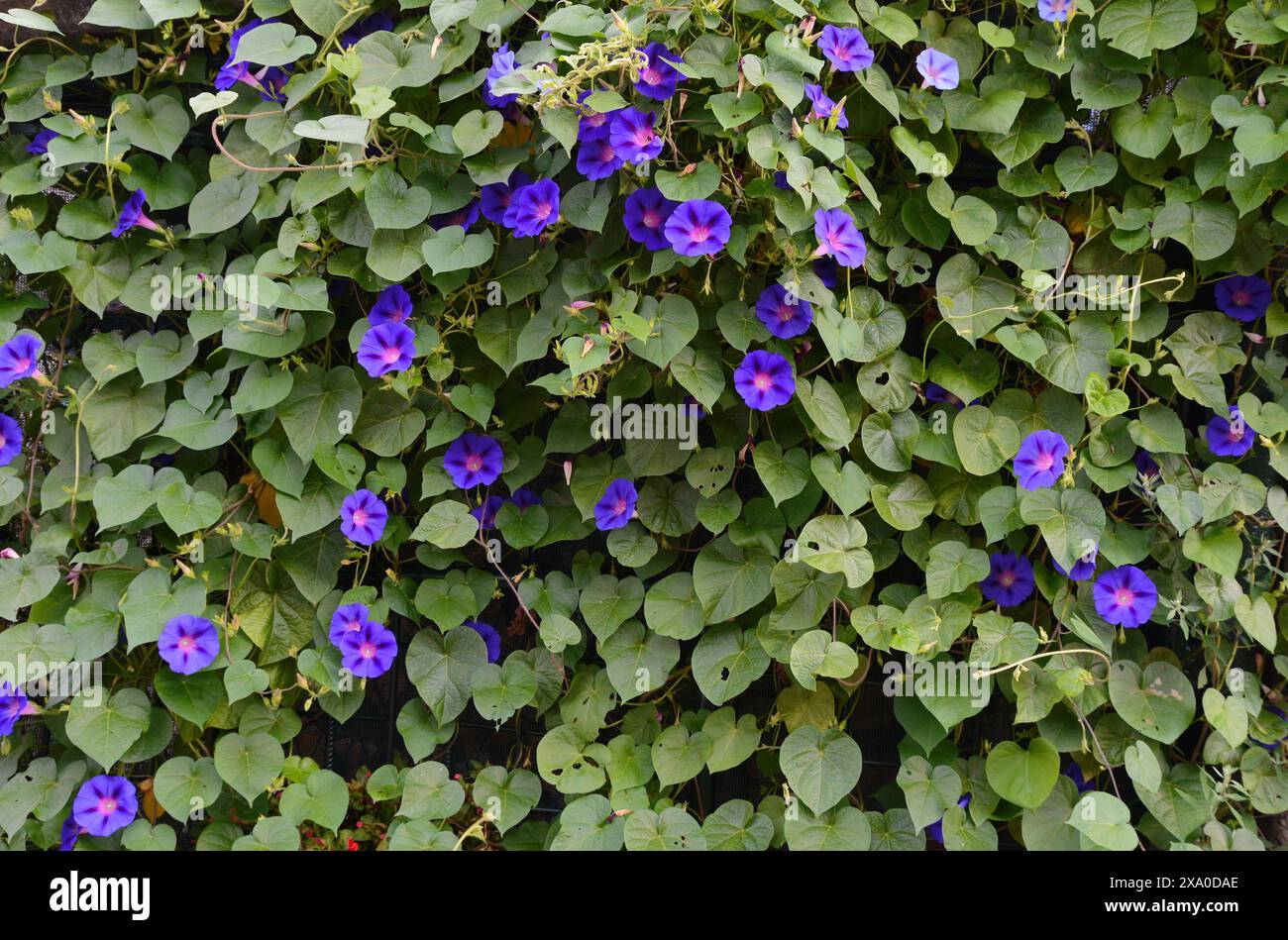 beautiful blue morning glory flowers. Ipomoea indica is a species of ...
