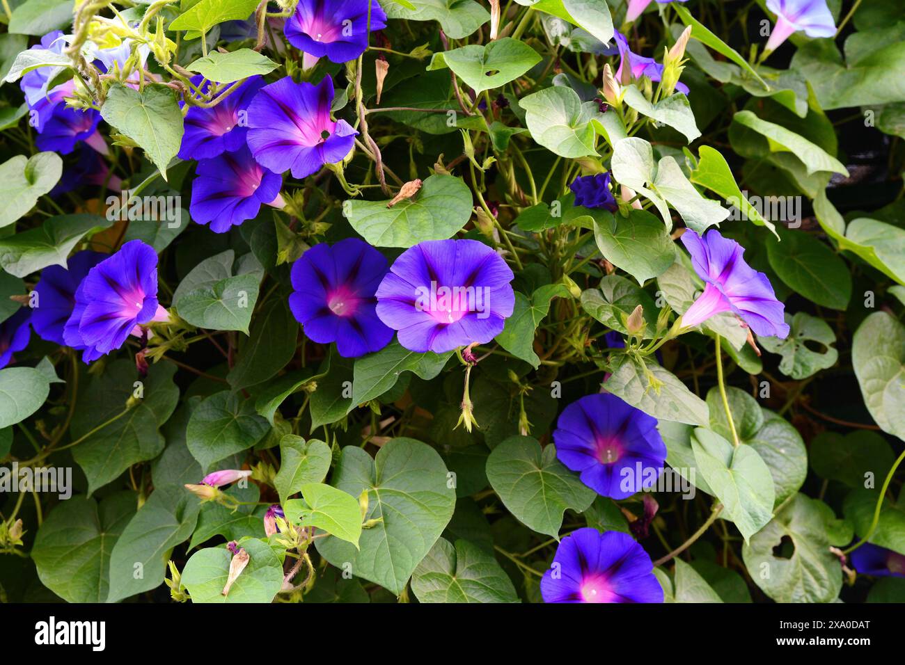 beautiful blue morning glory flowers. Ipomoea indica is a species of ...