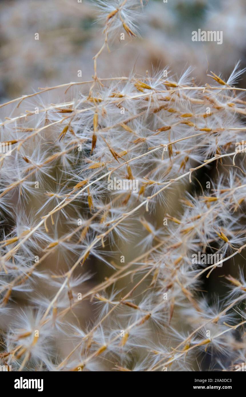 Close-up of a plant with seedy heads Stock Photo - Alamy
