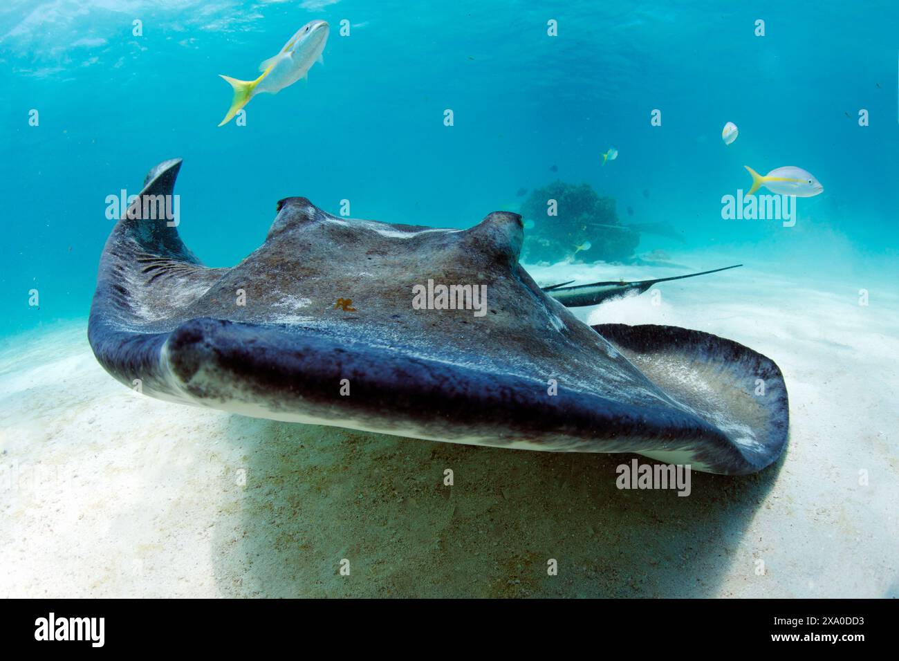 Blue and black stingray resting on sandy seabed Stock Photo - Alamy