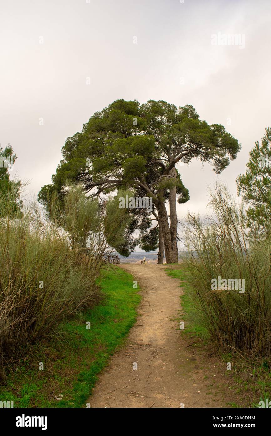 Dense growth shrubs trees hi-res stock photography and images - Alamy