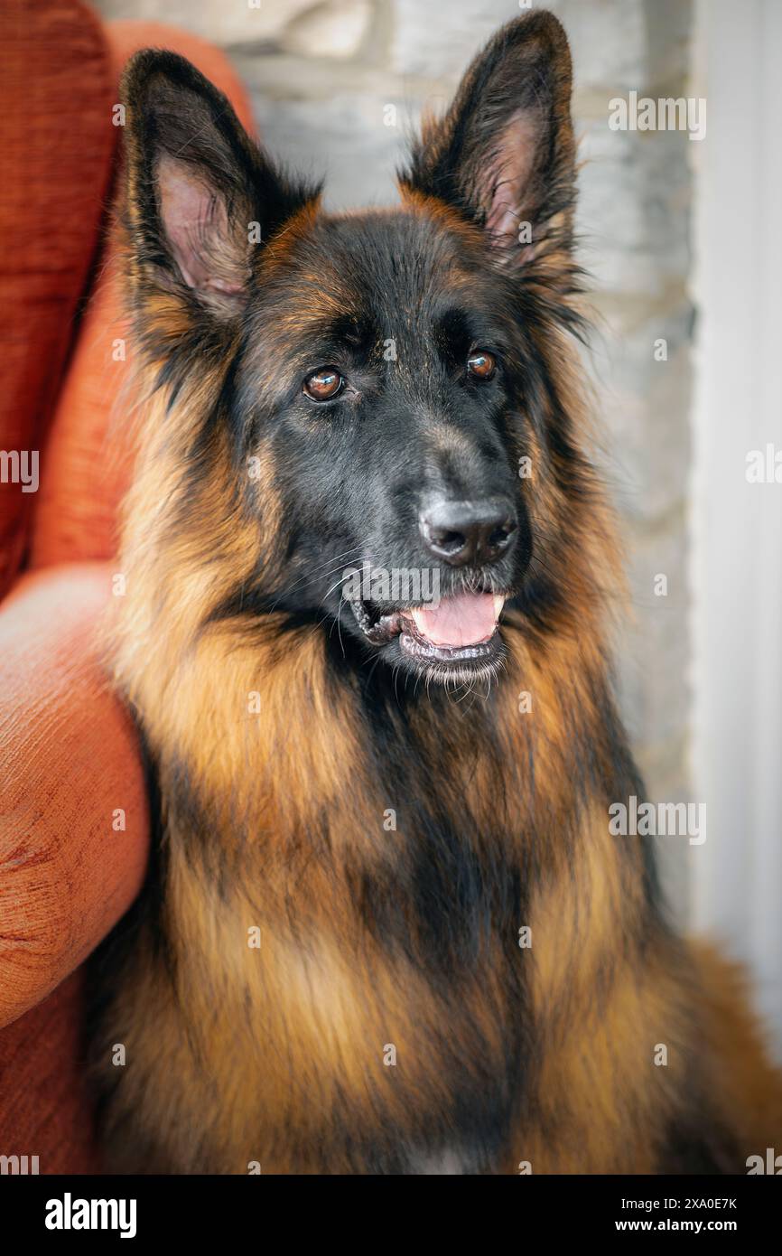 A portrait of a long-haired German shepherd Stock Photo - Alamy
