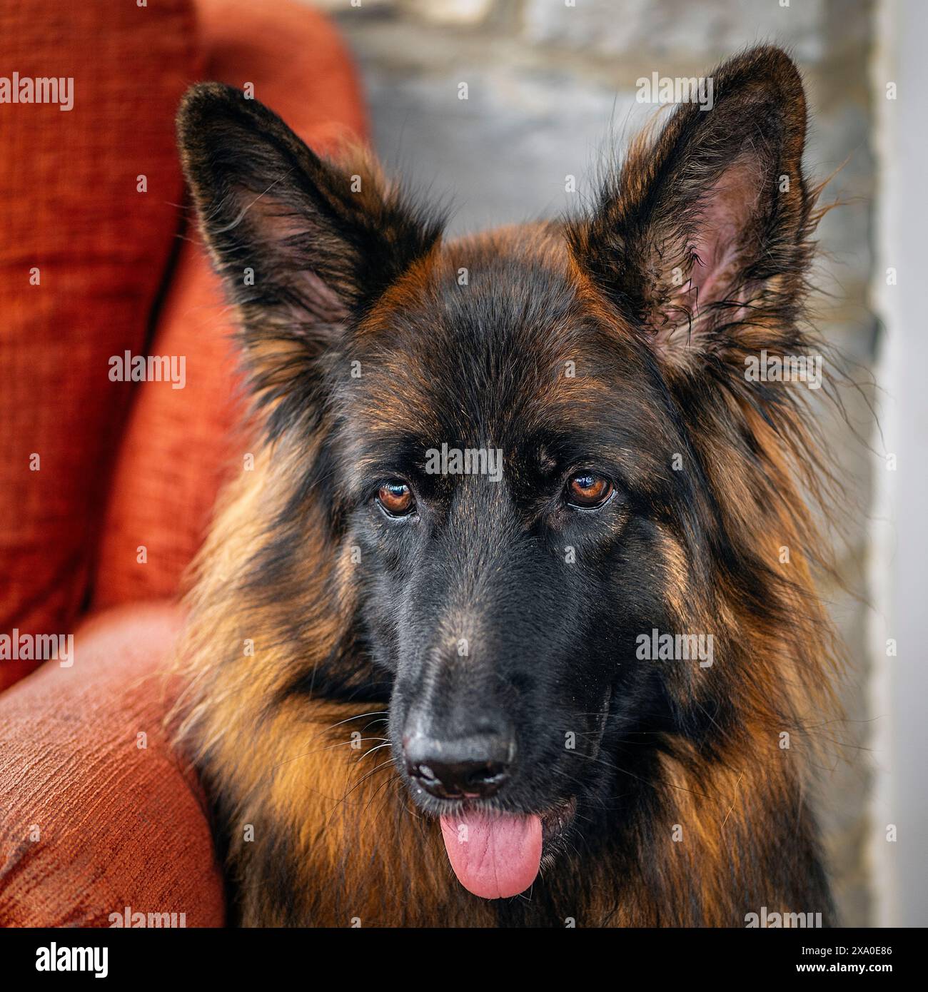Long haired german shepherd hi-res stock photography and images - Alamy
