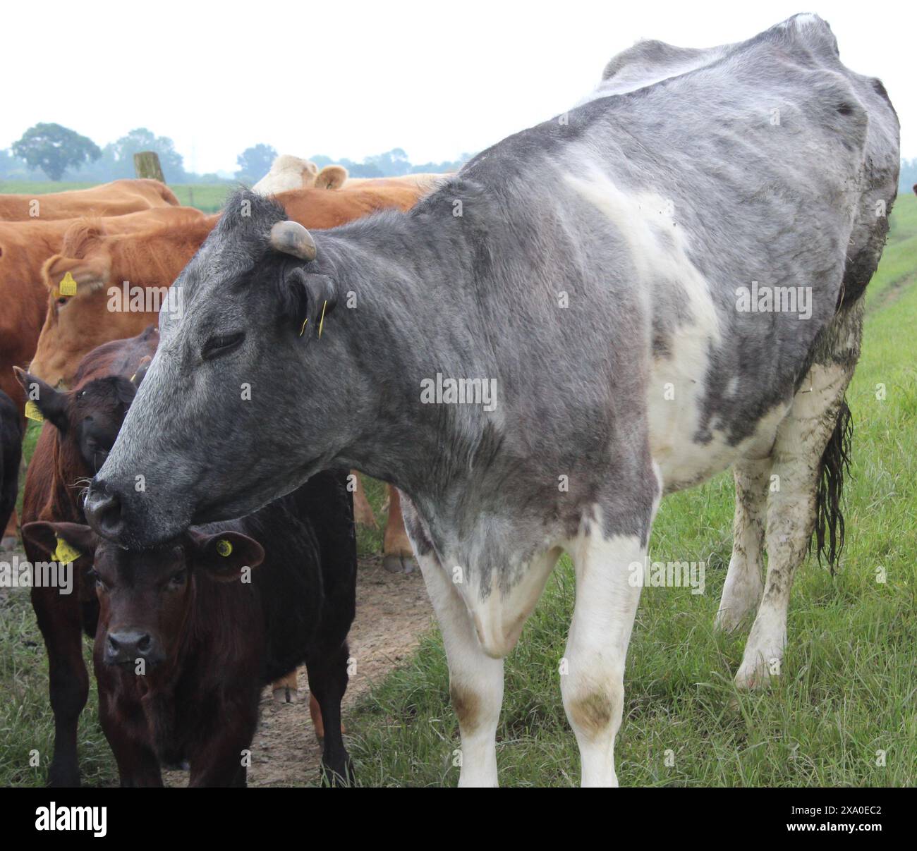 A grey and white cow In a field in Beal North Yorkshire UK On a summers ...
