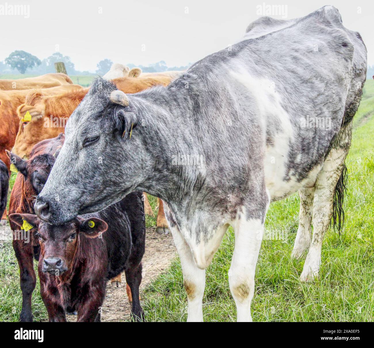 Domestic cows hi-res stock photography and images - Alamy