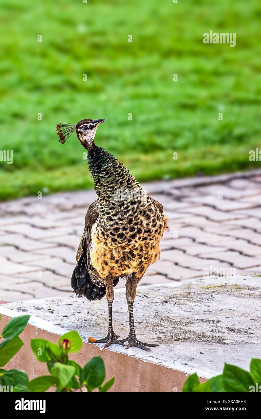 Peahen bird hi-res stock photography and images - Alamy
