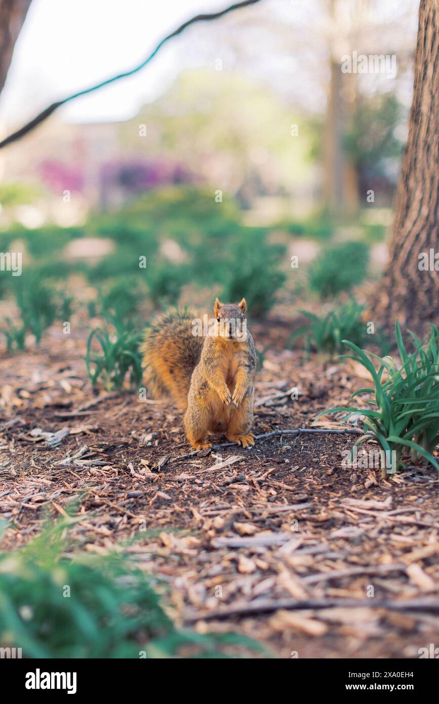 Foraging nature hi-res stock photography and images - Alamy