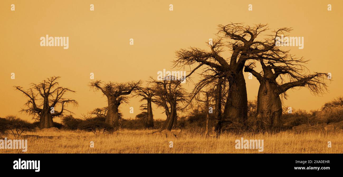 A tall baobab tree surrounded by shrubs and foliage Stock Photo - Alamy