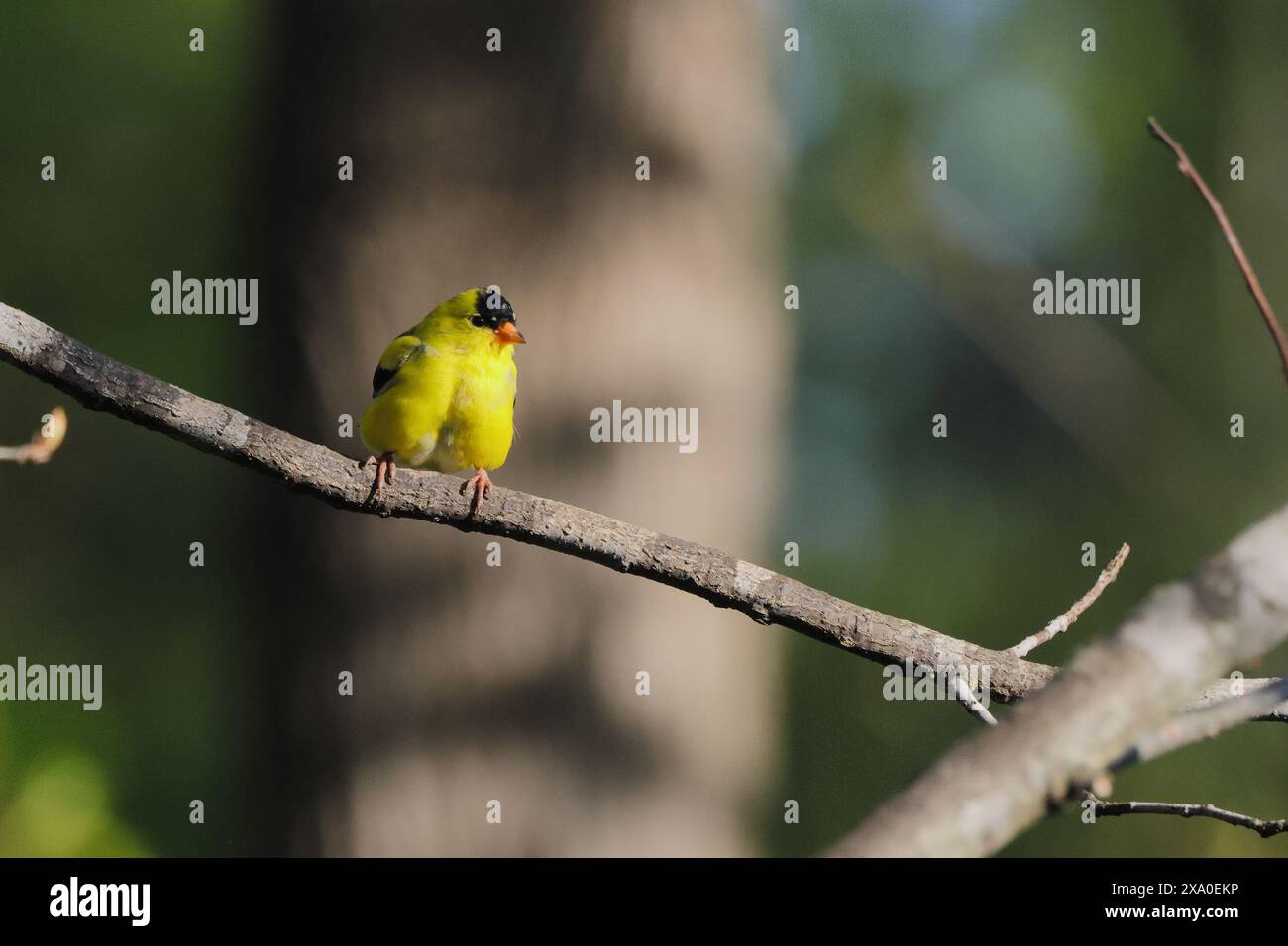 Tiny green birds resting on branch atop tree Stock Photo - Alamy