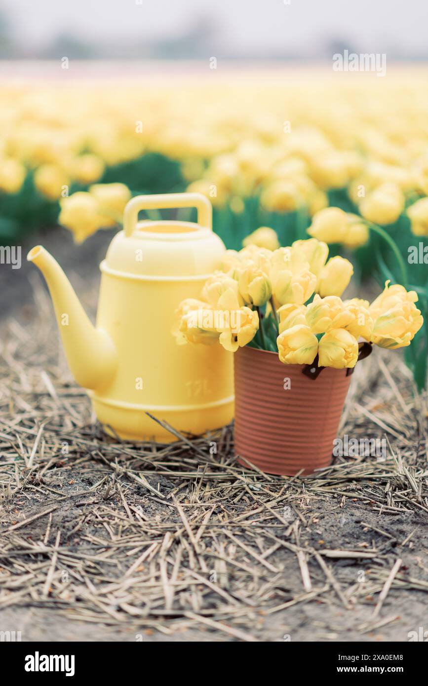A highlighted pot and a watering can among others Stock Photo - Alamy