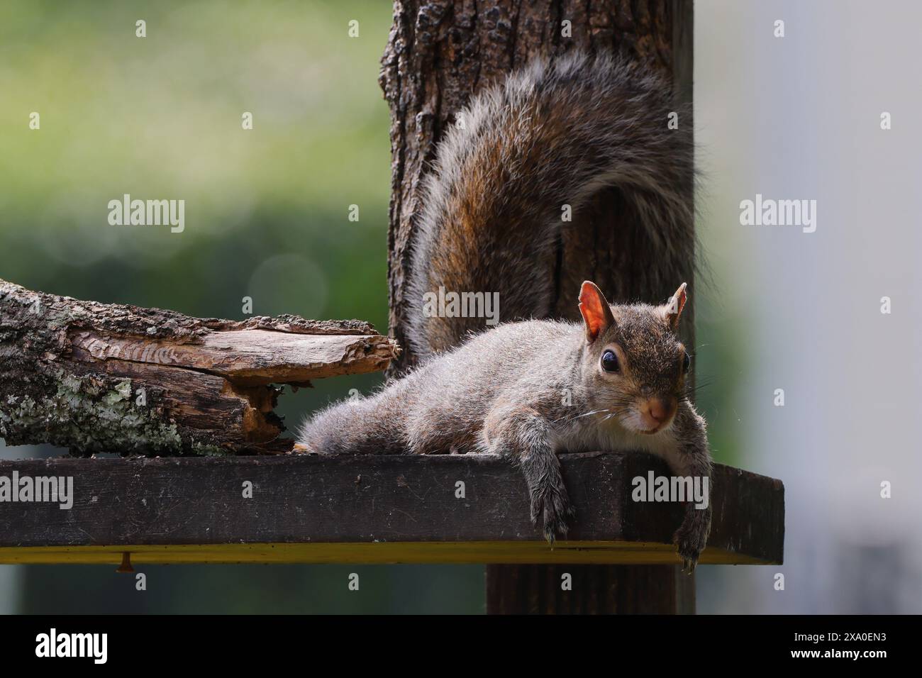 Cute squirrel on bird hi-res stock photography and images - Alamy