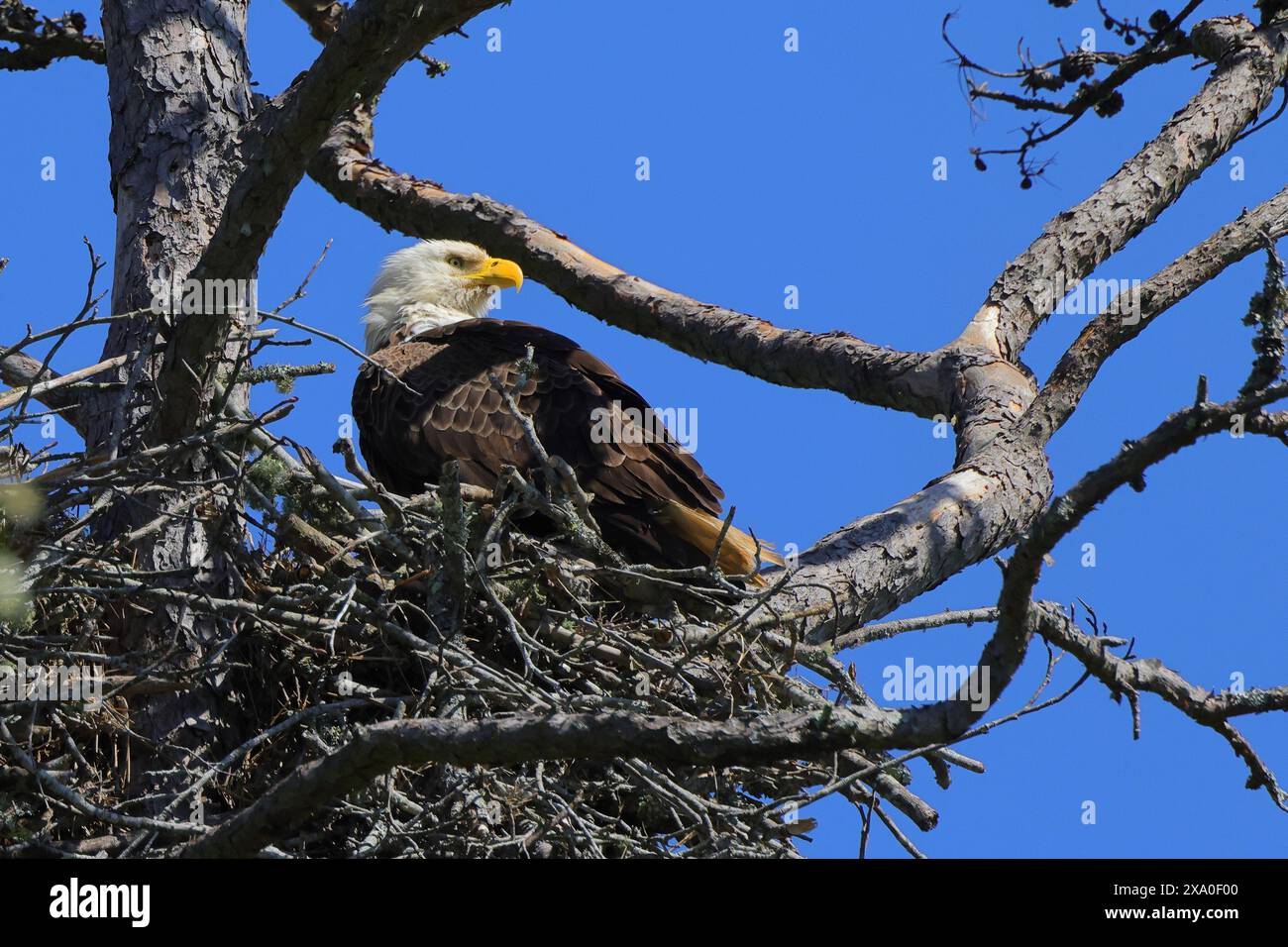 A bald eagle sits atop an old tree nest Stock Photo - Alamy