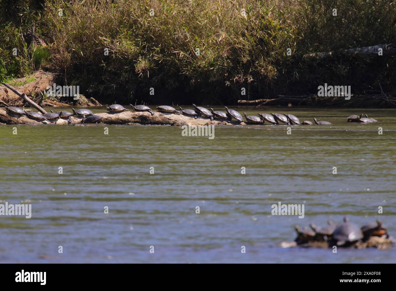 Multiple turtles basking on a rock in the water Stock Photo - Alamy