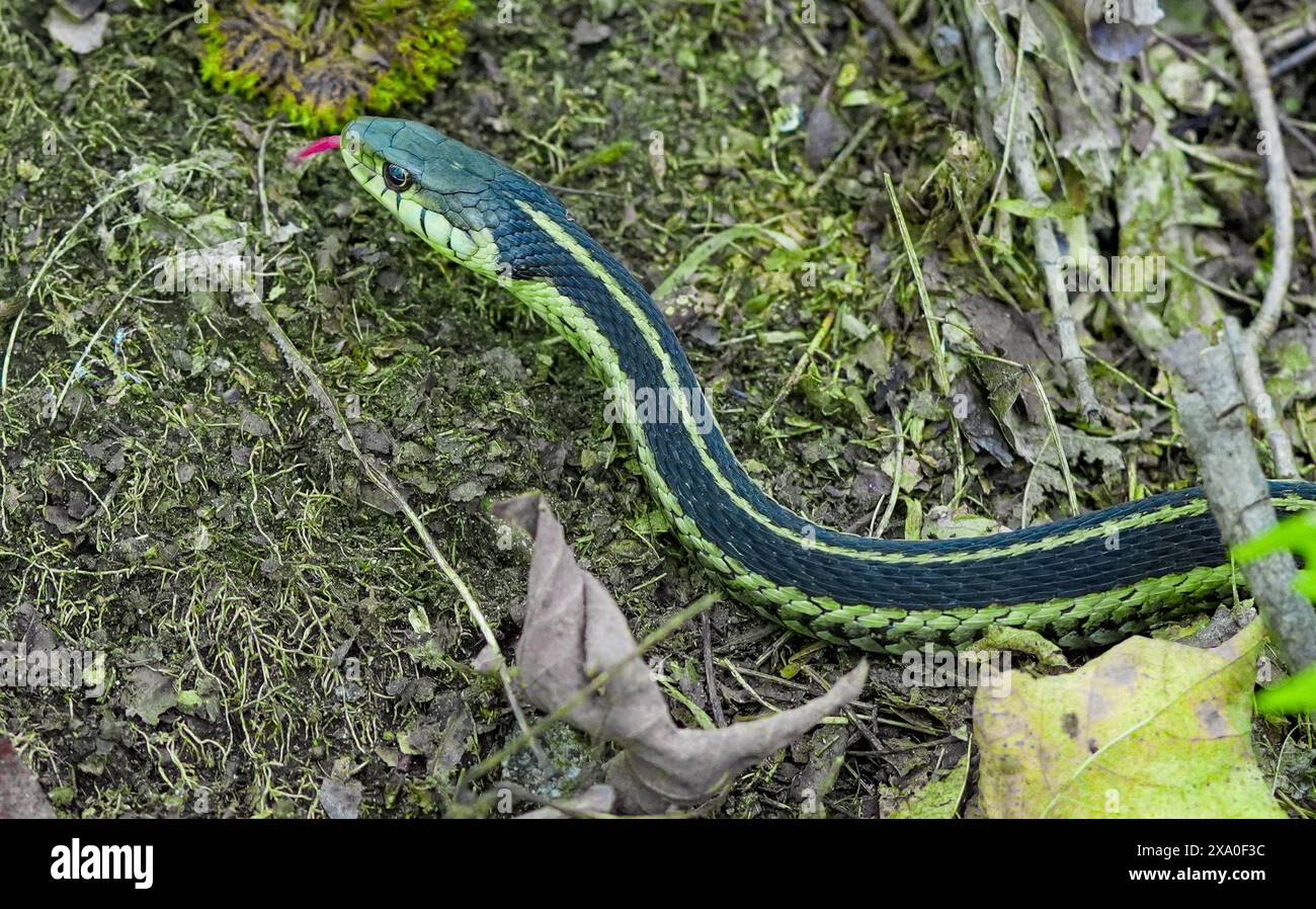 A garter snake moving through the woodland Stock Photo - Alamy