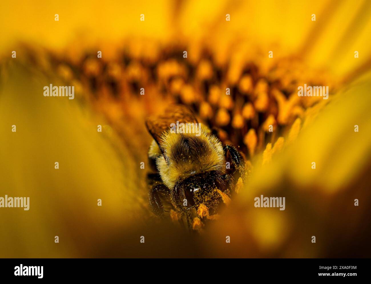 Closeup shot fluffy bumblebee hi-res stock photography and images - Alamy