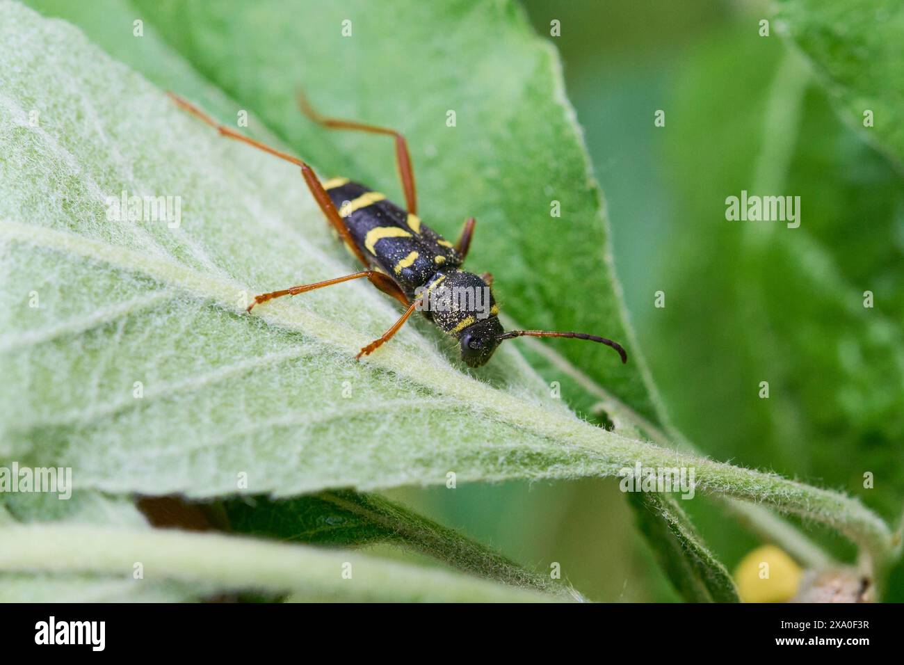 Natur Gewoehnlicher Widderbock Ein Gewoehnlicher Widderbock Clytus ...