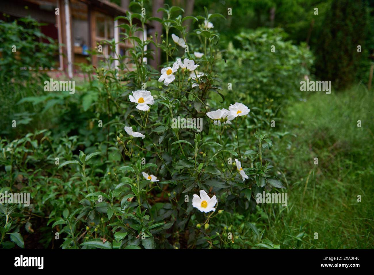 Natur Zistrose Bluehende Zistrosen Cistus. Zistrosen werden als ...