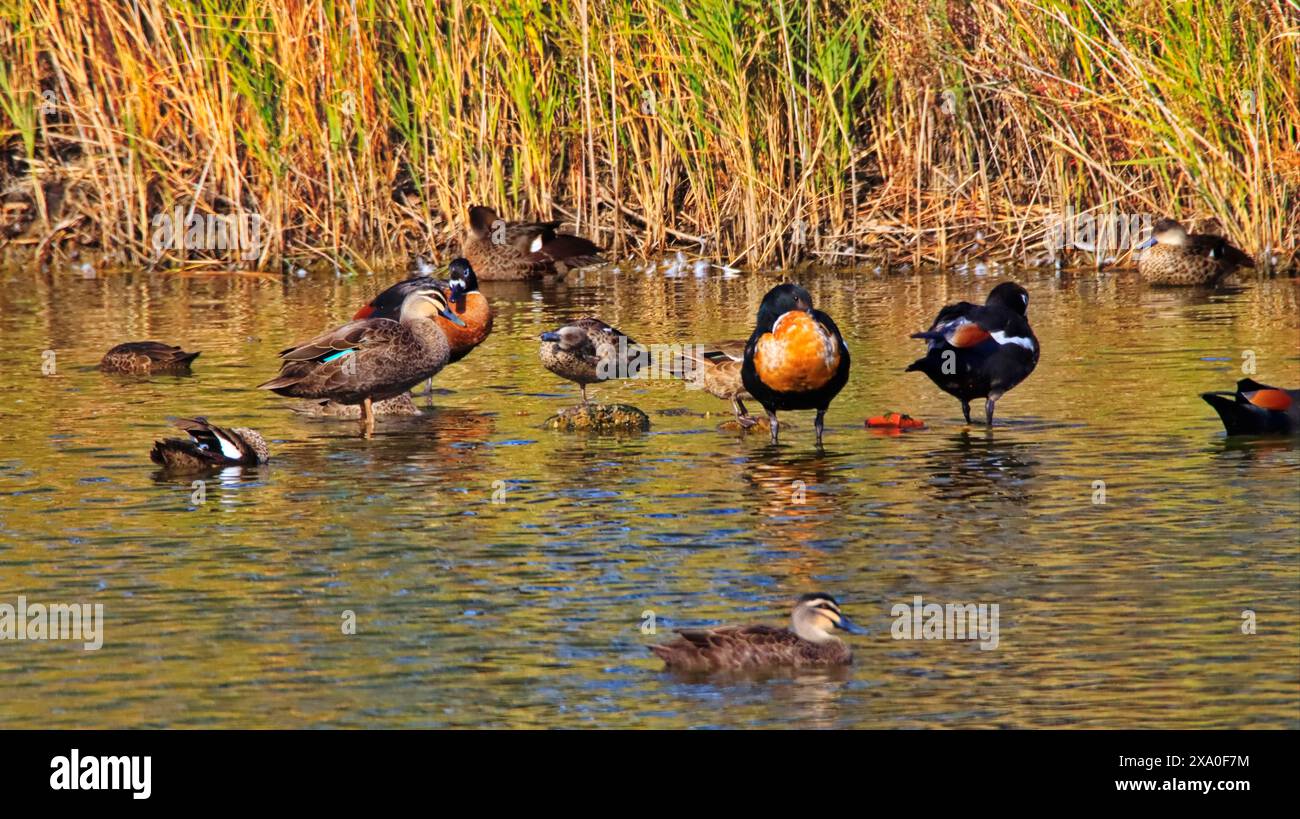 The wildlife in the wetlands of Greenfields, South Australia Stock ...
