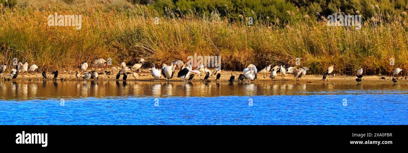 The pelicans in Greenfield Wetlands, South Australia Stock Photo - Alamy