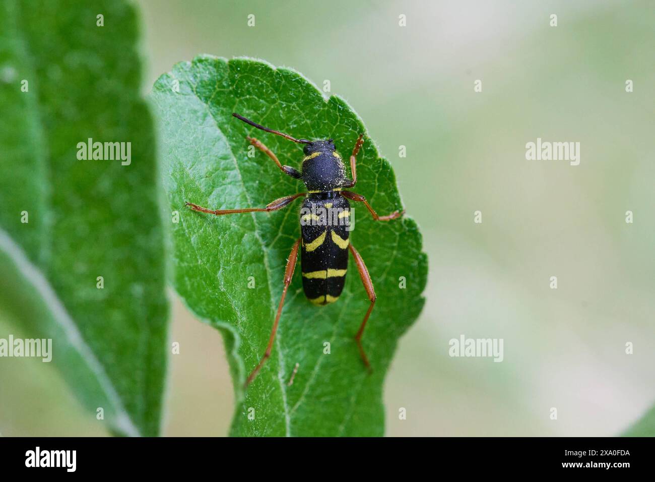 Natur Gewoehnlicher Widderbock Ein Gewoehnlicher Widderbock Clytus ...
