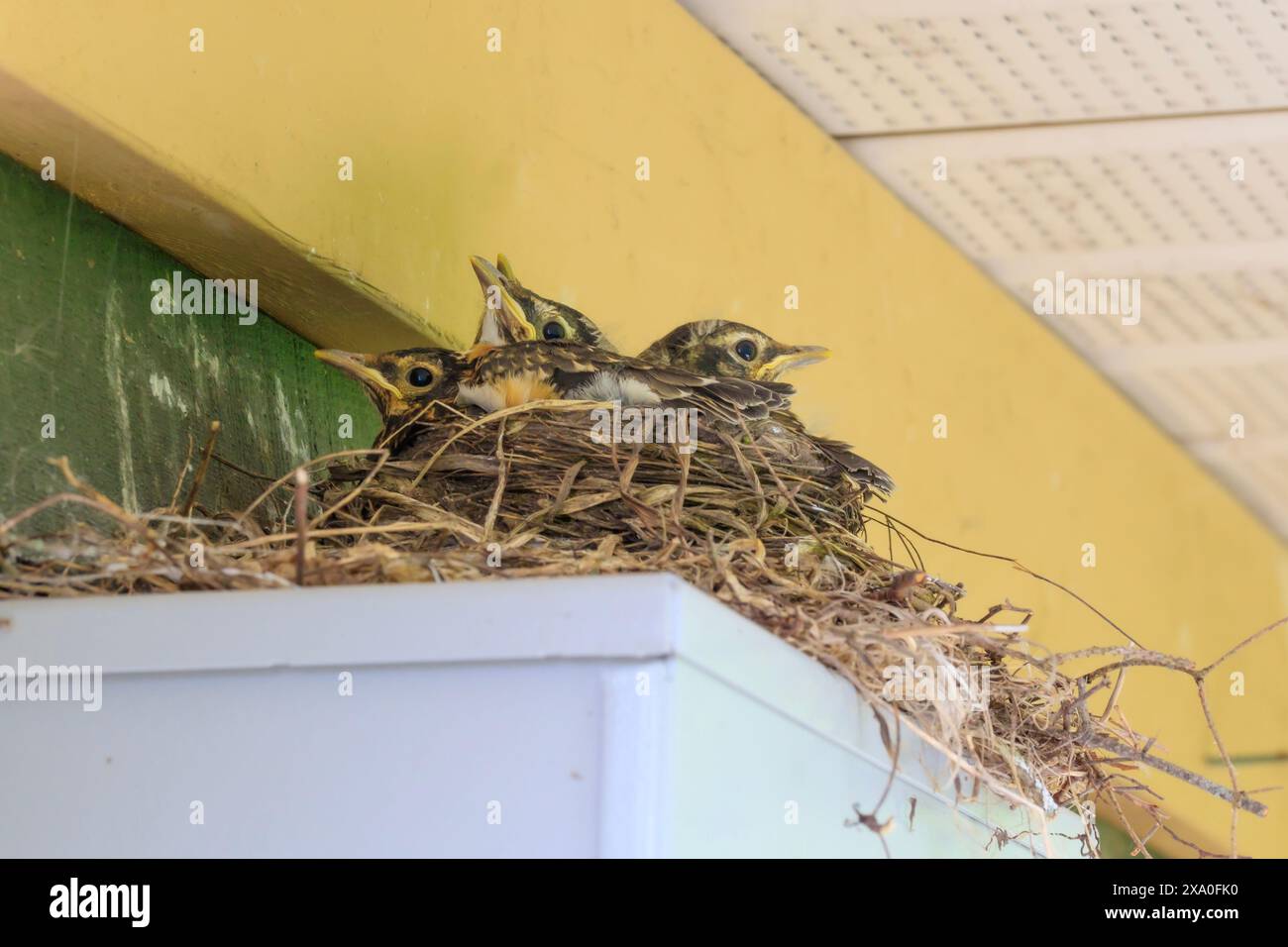 Baby human white feathers hi-res stock photography and images - Alamy