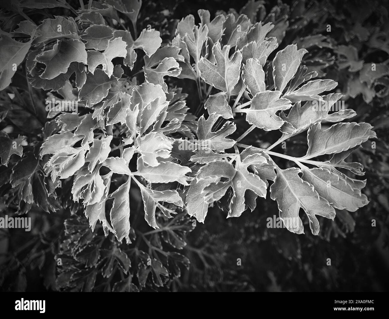 A grayscale of a plant with leaves sprouting from its stems Stock Photo ...