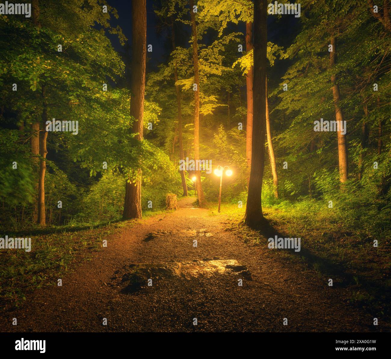 Mystical forest path at night in fog, illuminated by street lamp Stock Photo - Alamy