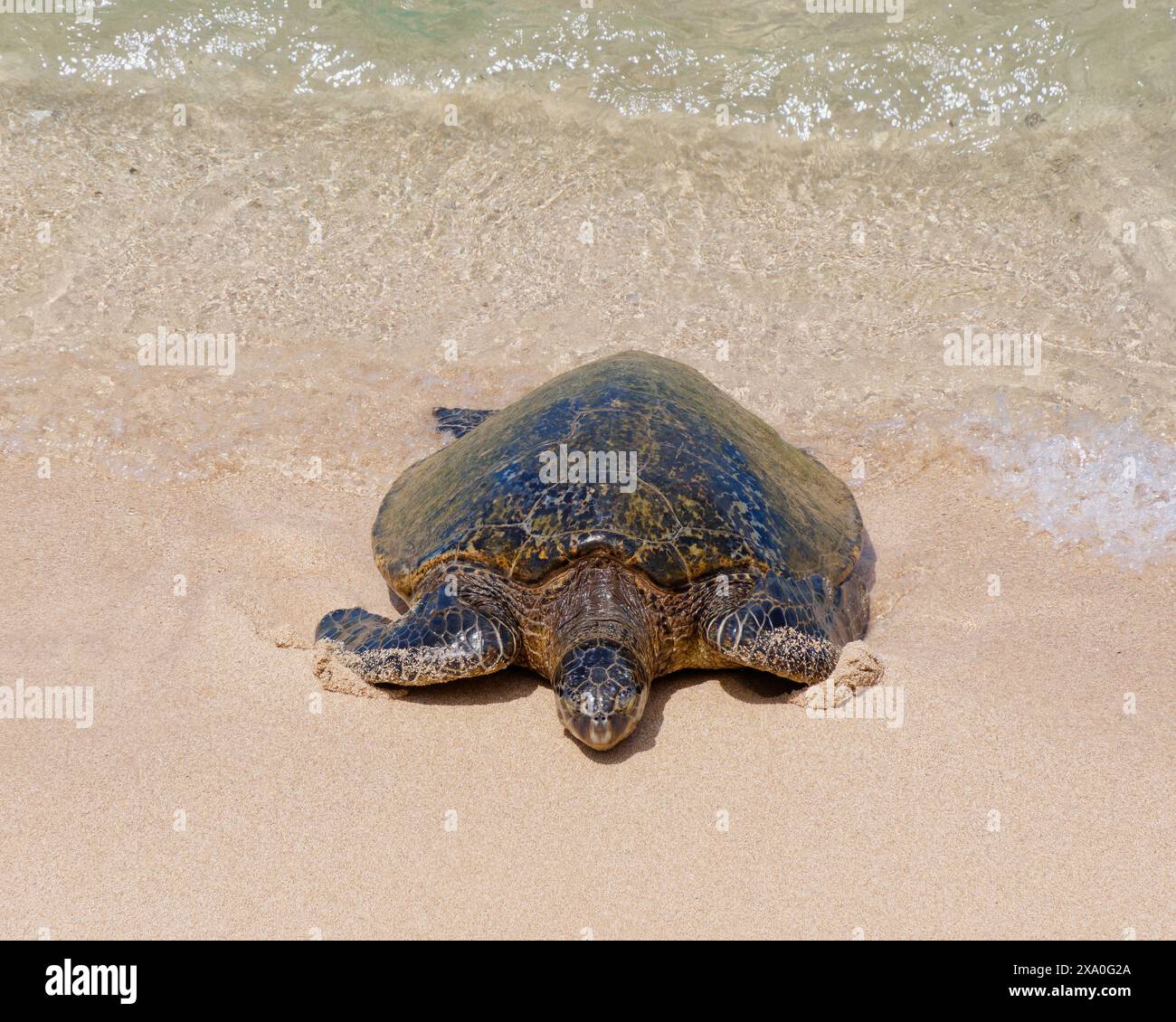 Hookipa turtle hi-res stock photography and images - Alamy