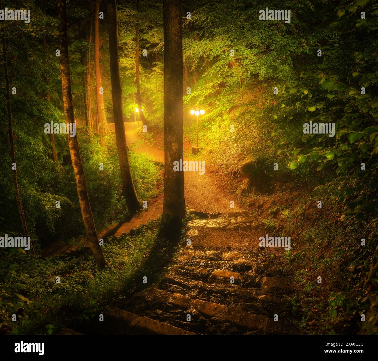 Mystical forest path at night in fog, illuminated by street lamp Stock Photo - Alamy