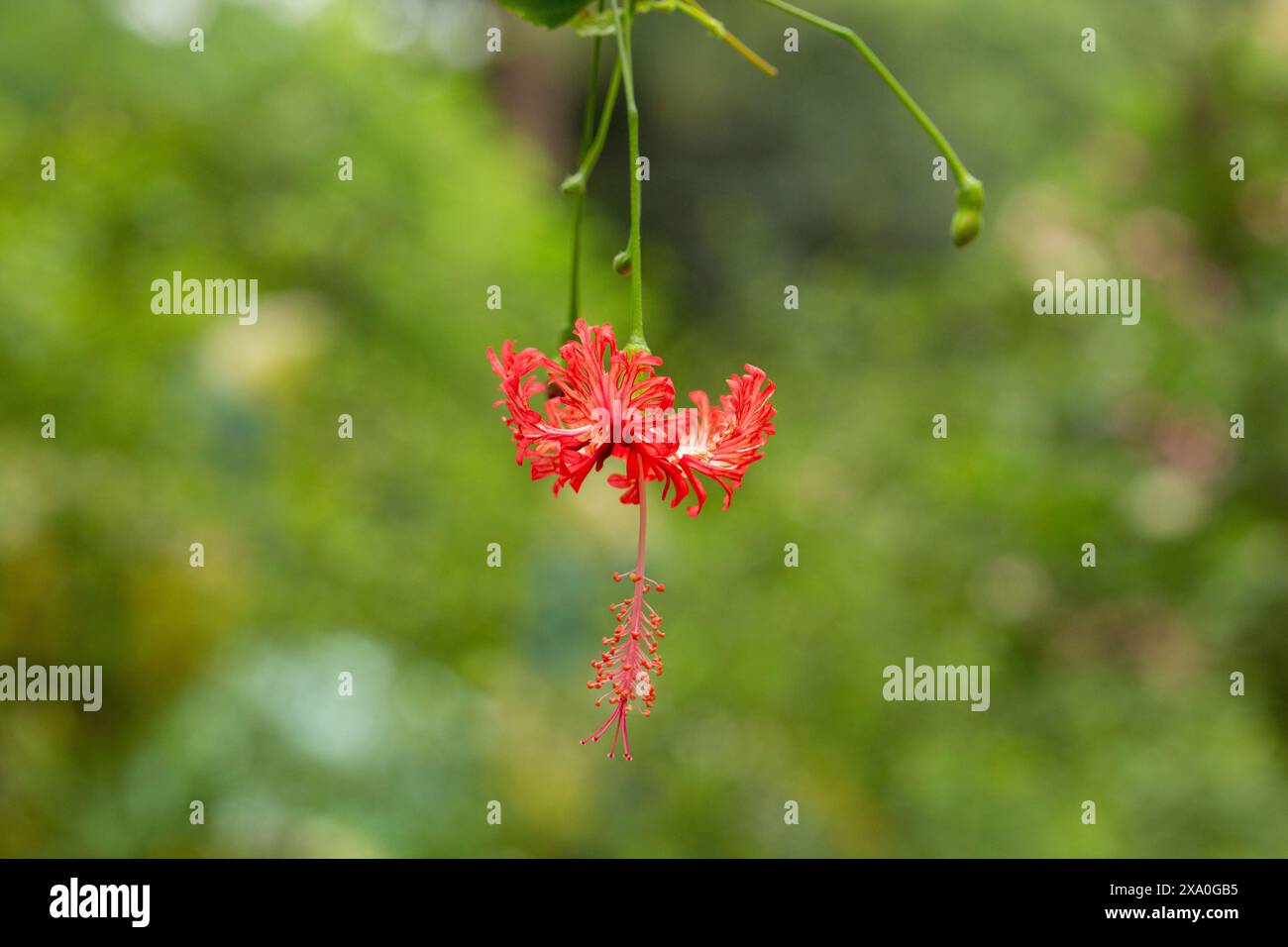Japanese Hibiscus, Japanese Lanterns flower Stock Photo - Alamy