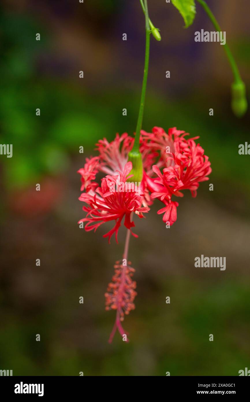 Japanese Hibiscus, Japanese Lanterns flower Stock Photo - Alamy