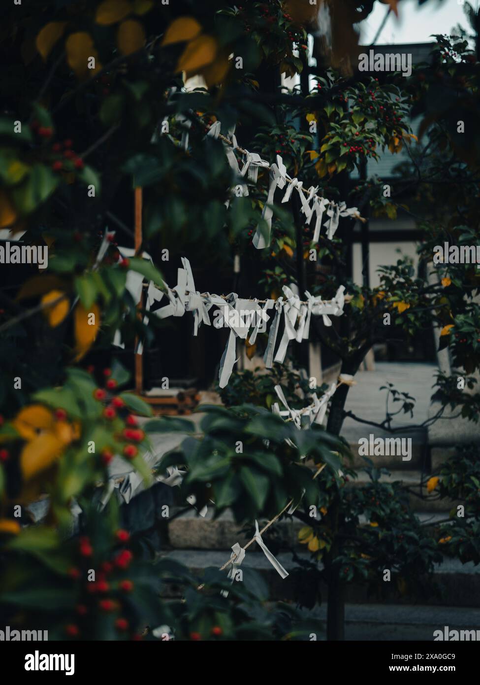The paper wishes hung in a Shinto temple for good luck and blessings ...