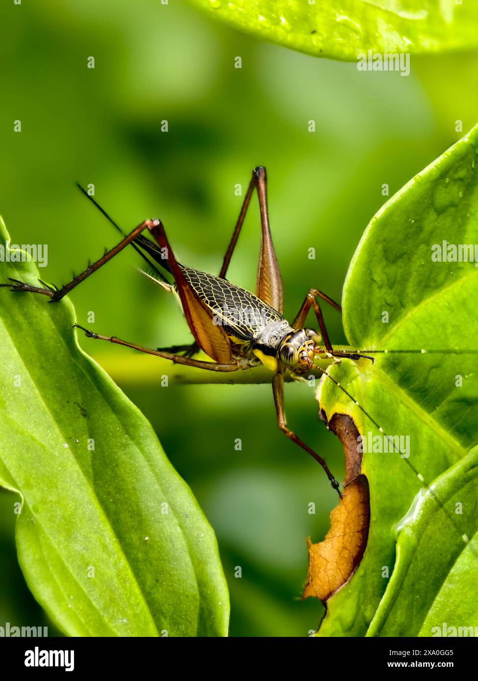 A grasshopper eating leaf at Burmese Waterfall picnic, Malaysia Stock ...