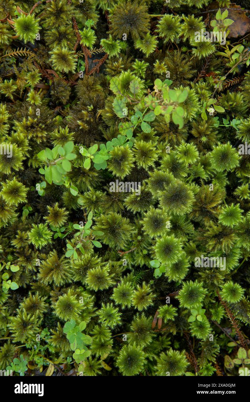 New Zealand, South Island, West Coast, Haast, Ship Creek, Swamp Forest ...