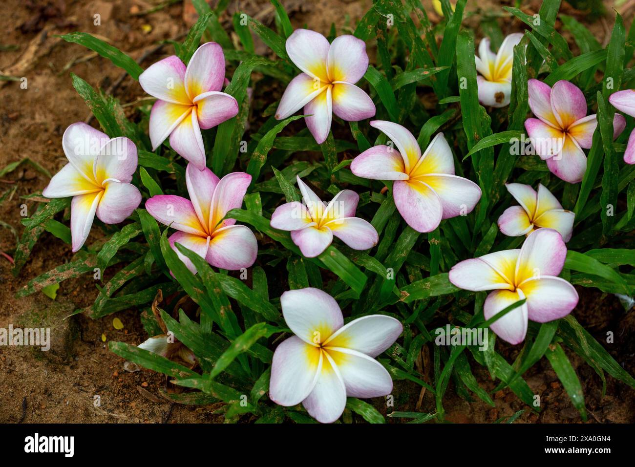 Gulachin known as Kath Golap, Botanical name Plumeria Rubra on the ...