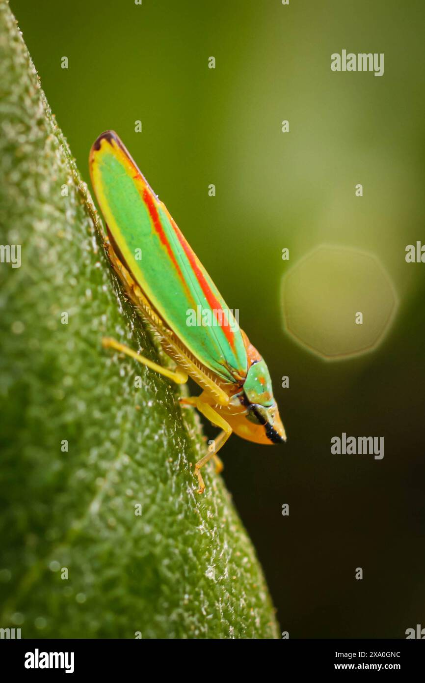 A green Graphocephala fennahi (rhododendron leafhopper) resting on a ...