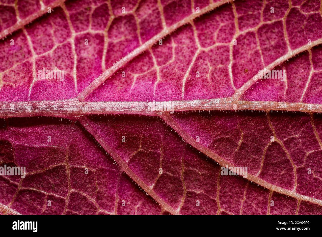 Pink leaf hi-res stock photography and images - Alamy