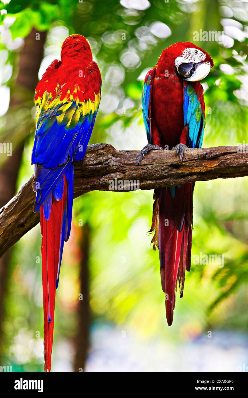 The two scarlet macaws perched on a tree branch in the tropical jungle ...