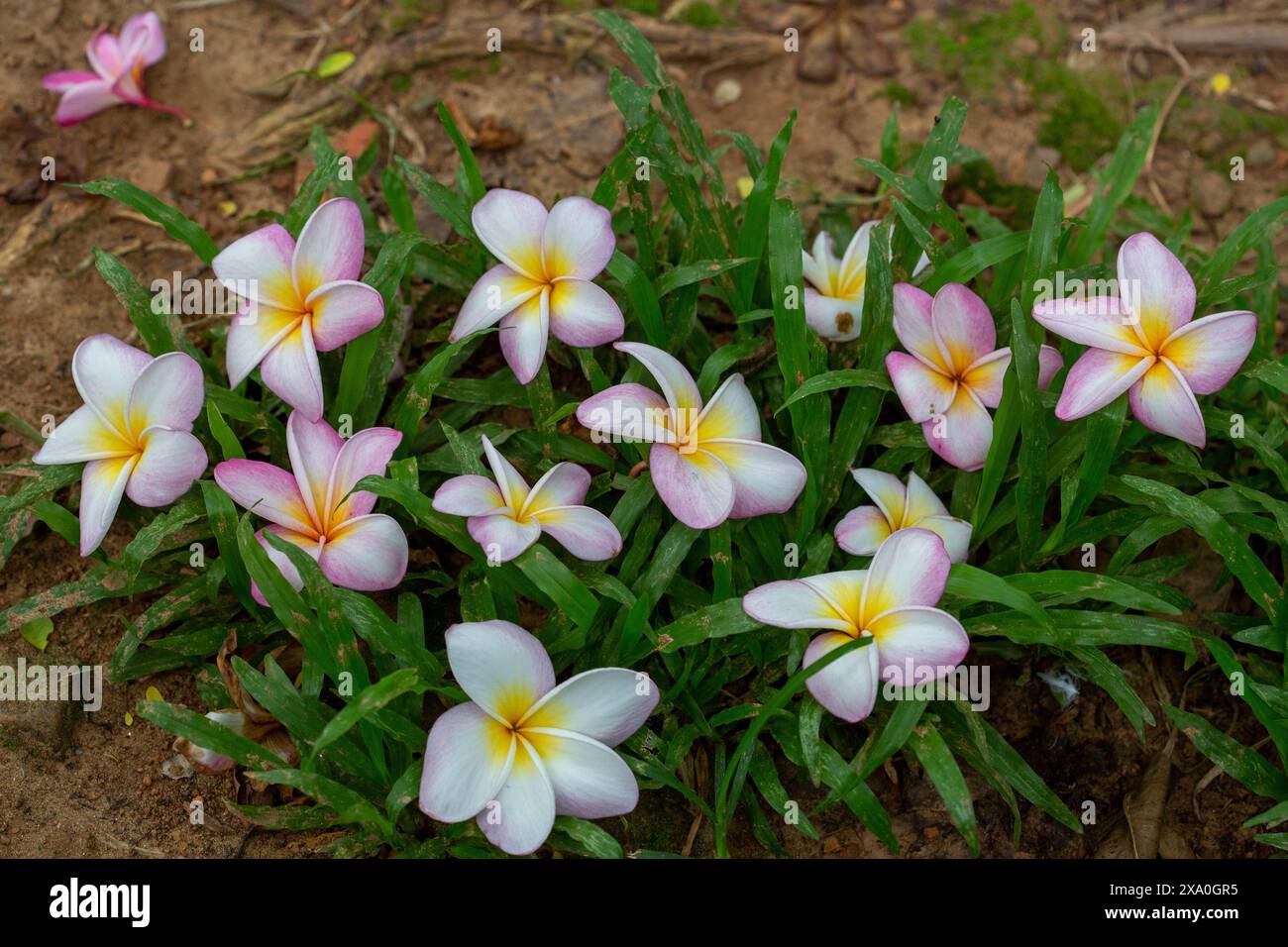 Gulachin known as Kath Golap, Botanical name Plumeria Rubra on the ...