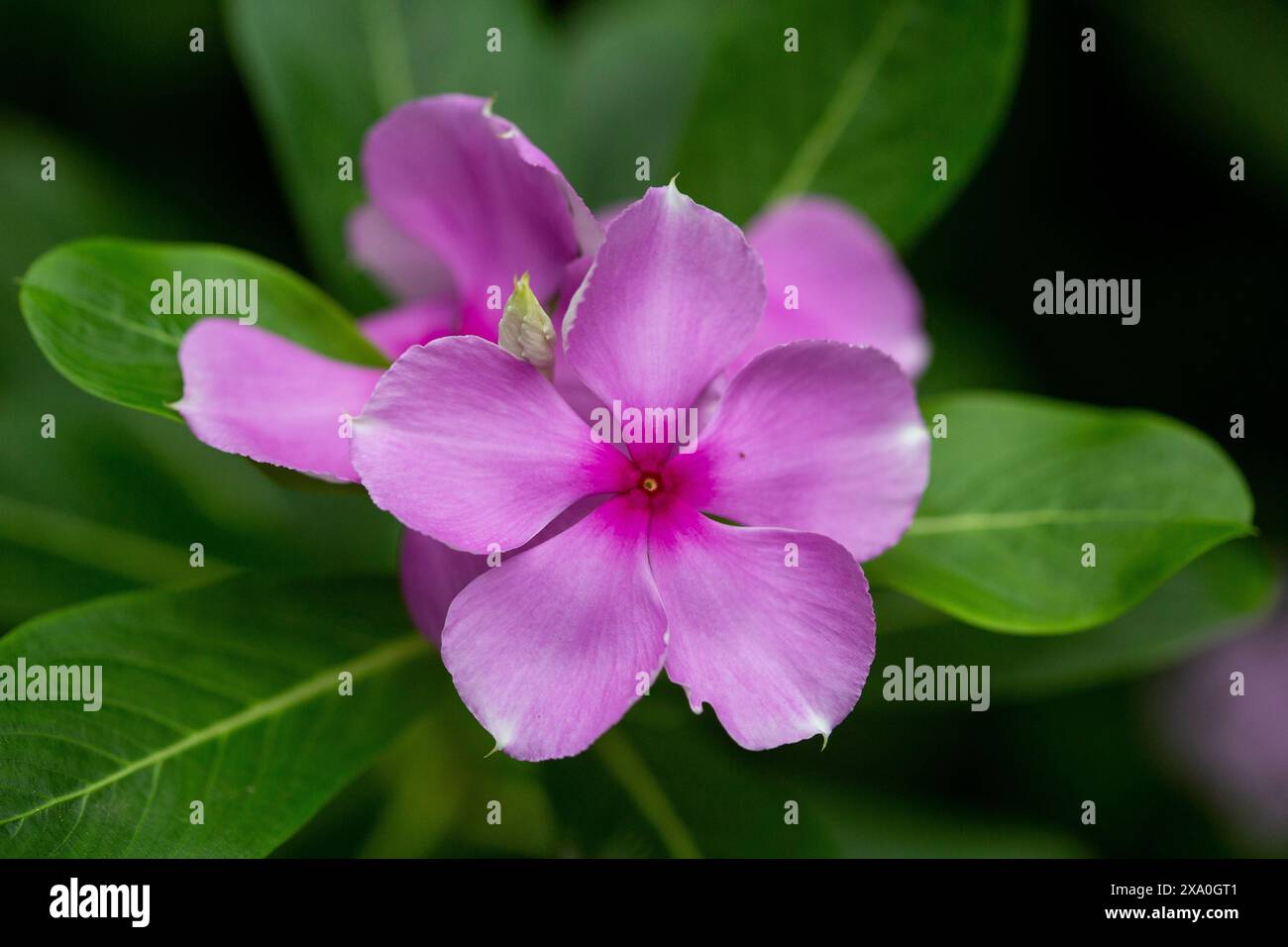 Catharanthus roseus, commonly known as bright eyes, Cape periwinkle ...