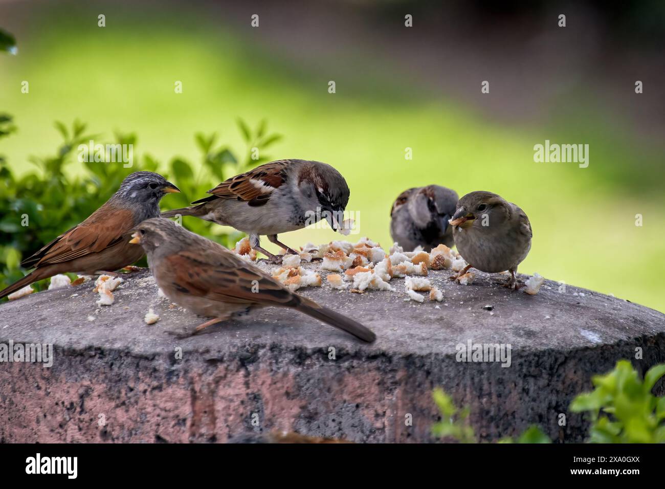 A group of sparrows also called pardal or chilero, eating breadcrumbs ...
