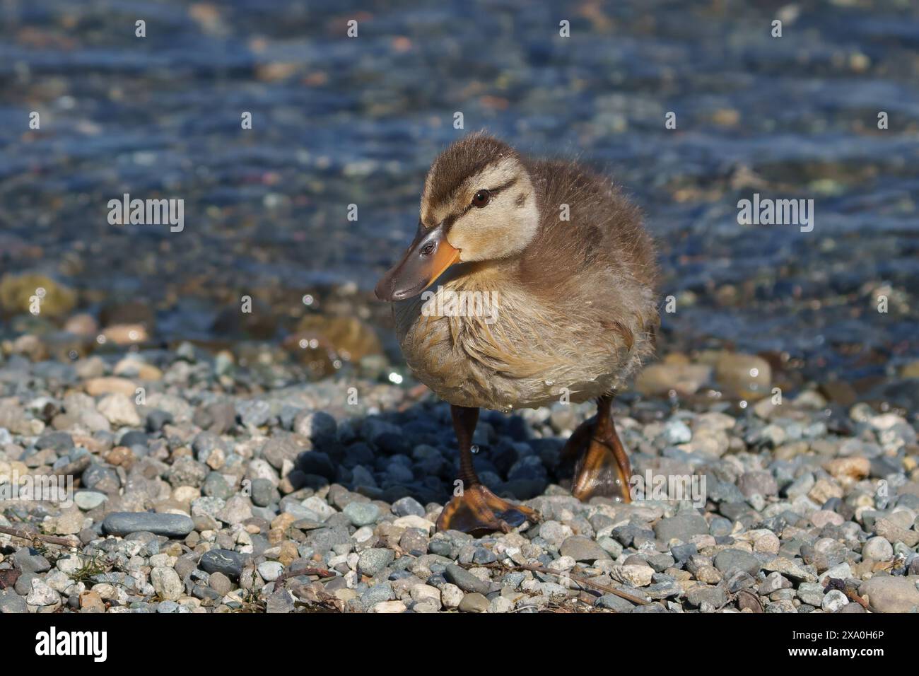 Duck rocks hi-res stock photography and images - Alamy