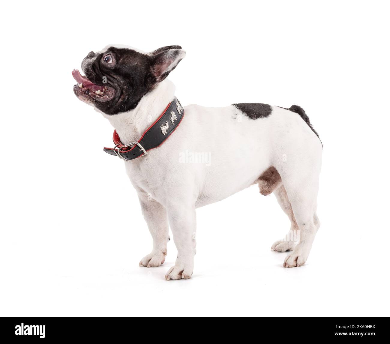 Black bulldog standing Cut Out Stock Images & Pictures - Alamy
