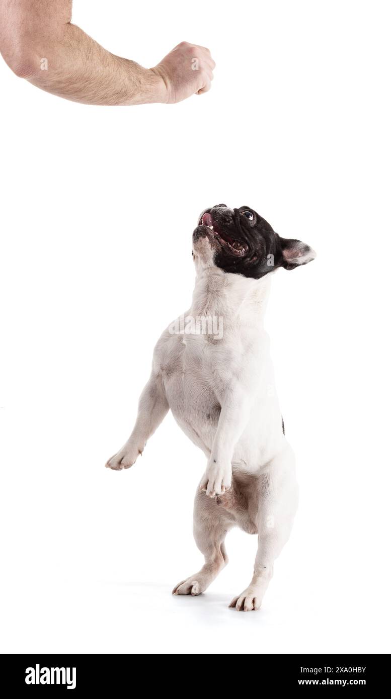 Adult learning french white background hi-res stock photography and ...