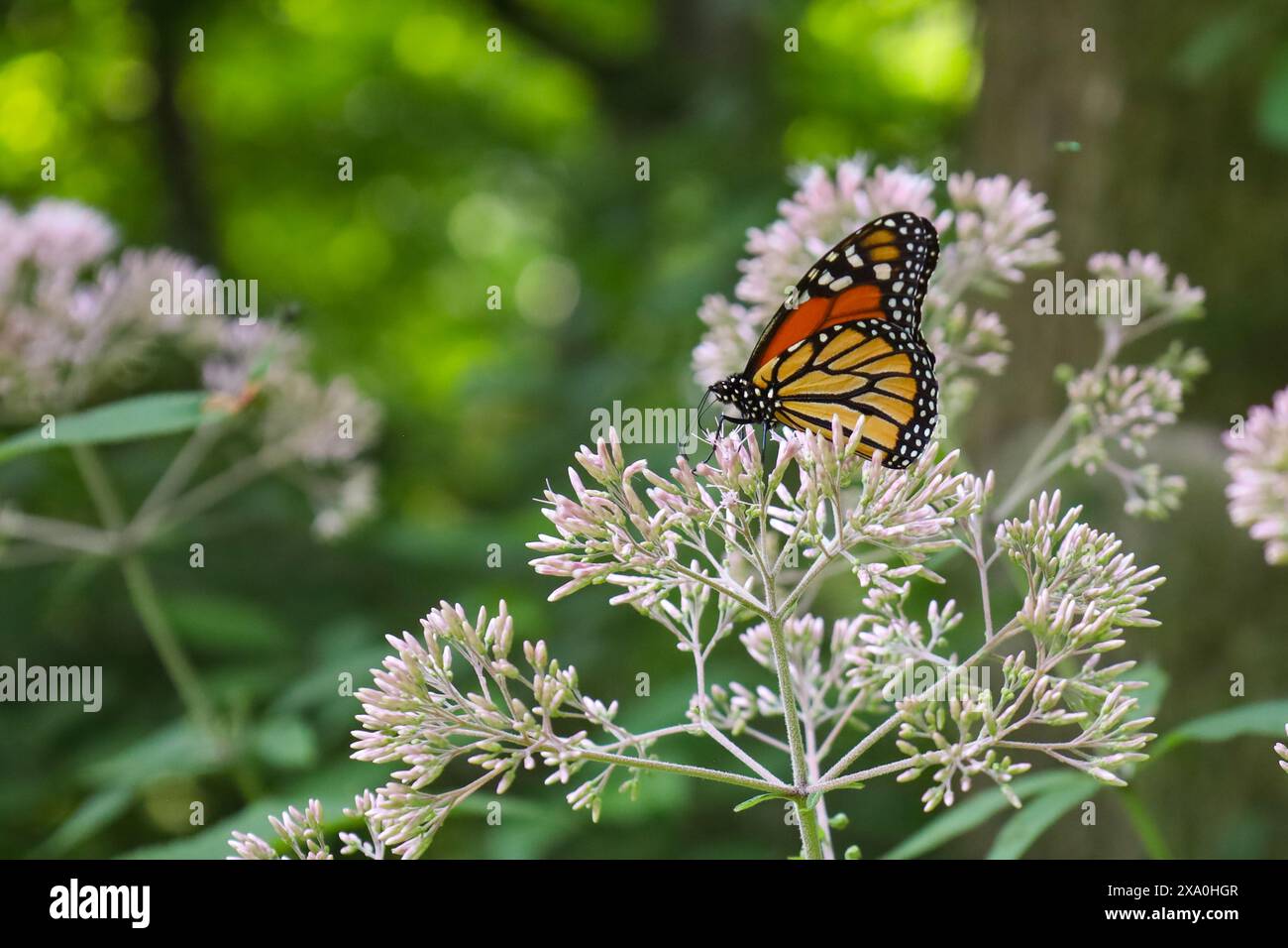 Pink flowers on garden forest hi-res stock photography and images - Alamy